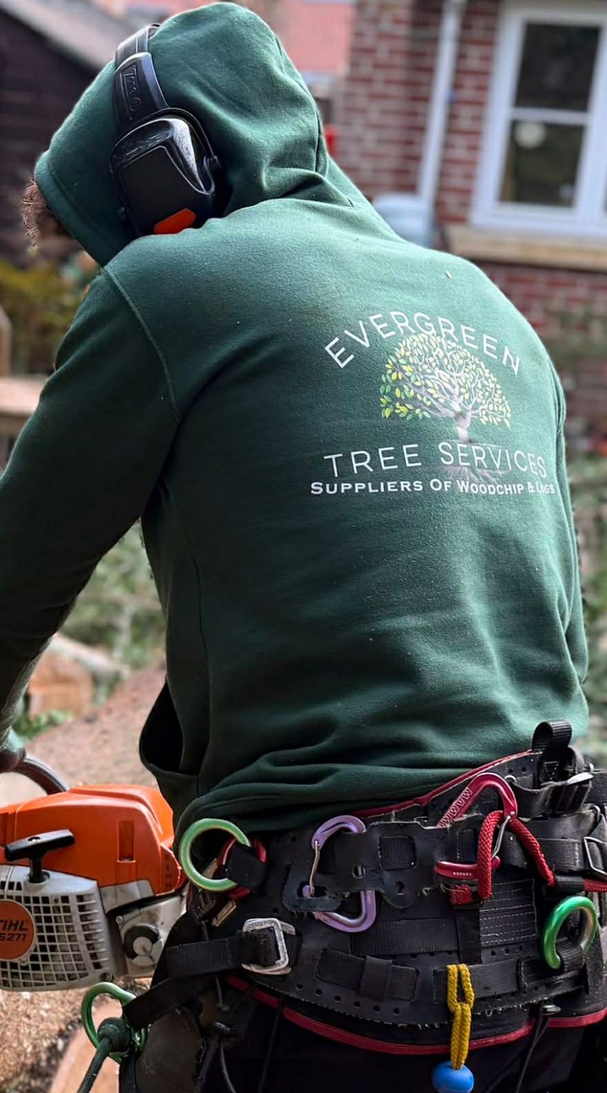 Contact Evergreen Tree Services | Tree Surgeon Basingstoke UK